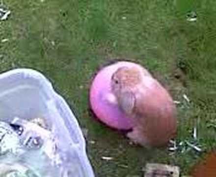 humping rabbit - YouTube