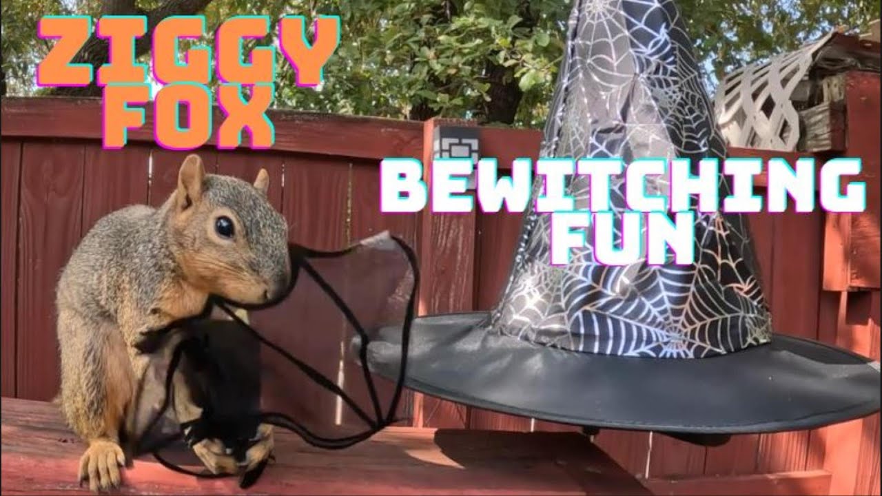 Ziggy Fox Bewitching Fun! - YouTube
