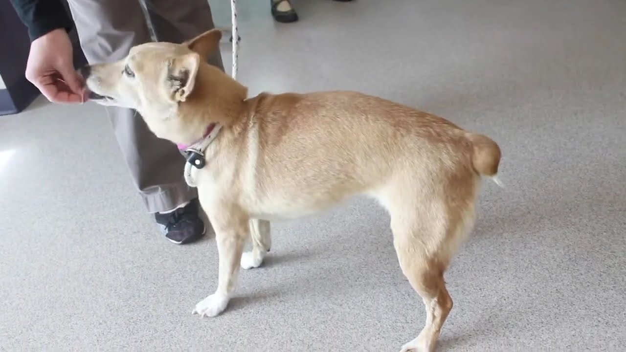 Pet Care Training: Understanding Canine Body Language – Part 1 ...