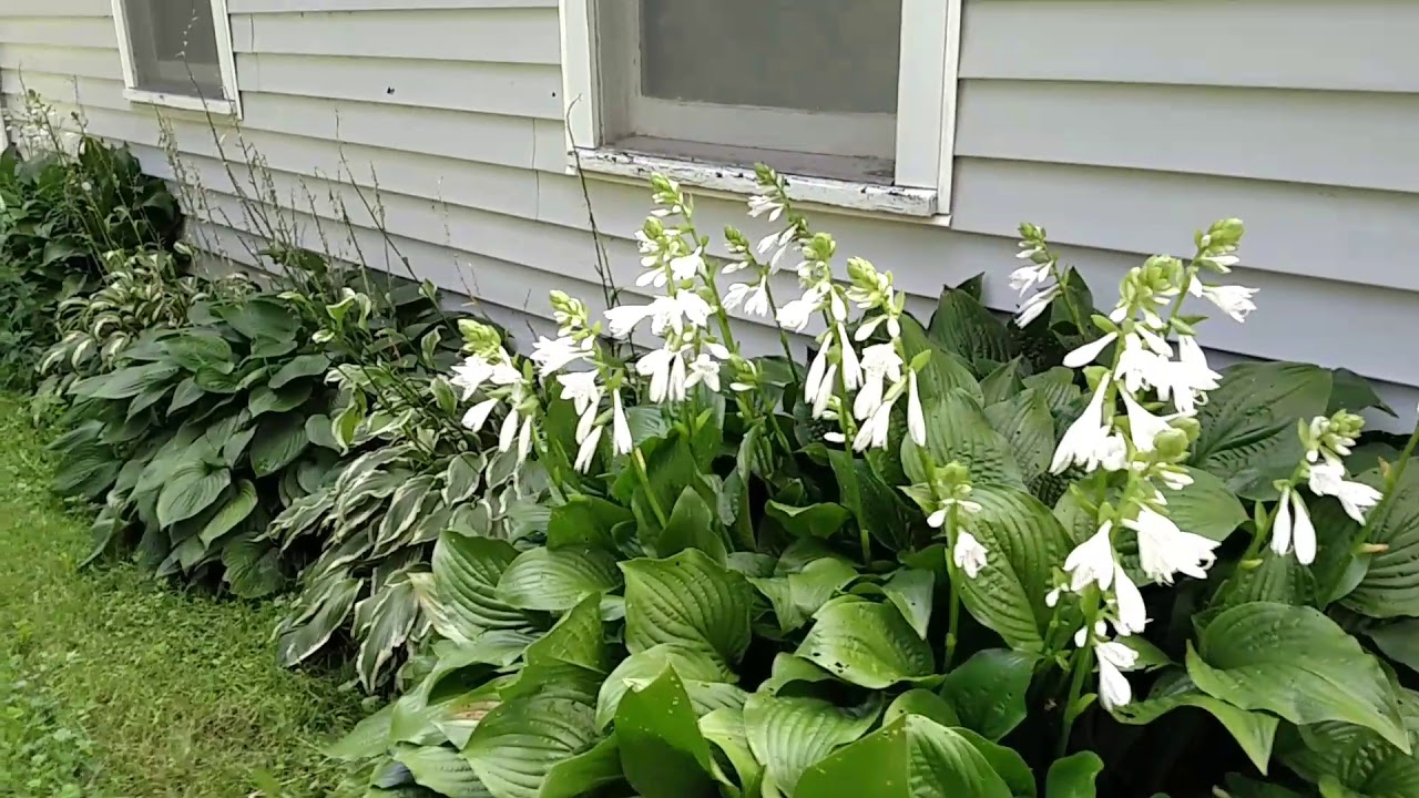 Hosta in bloom - YouTube
