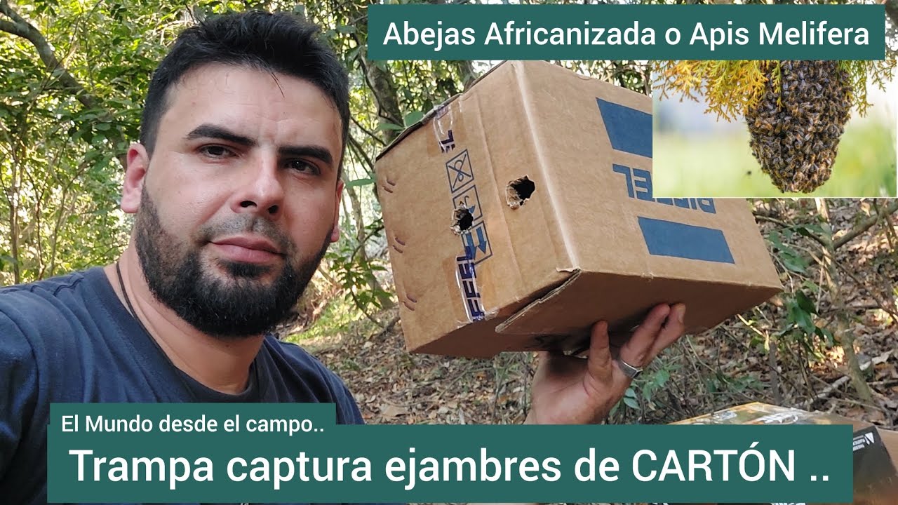 Caja trampa hechas de carton para capturar abejas silvestres ...