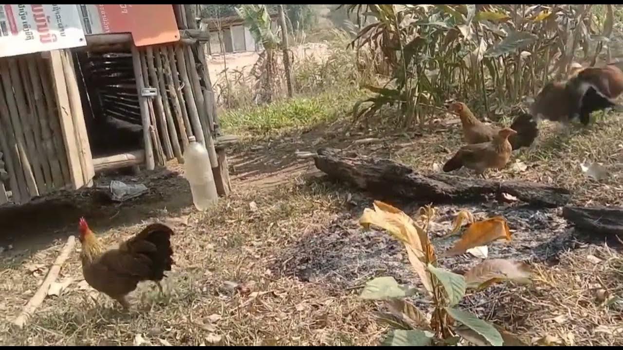 kuv mus cais qaib dib - YouTube