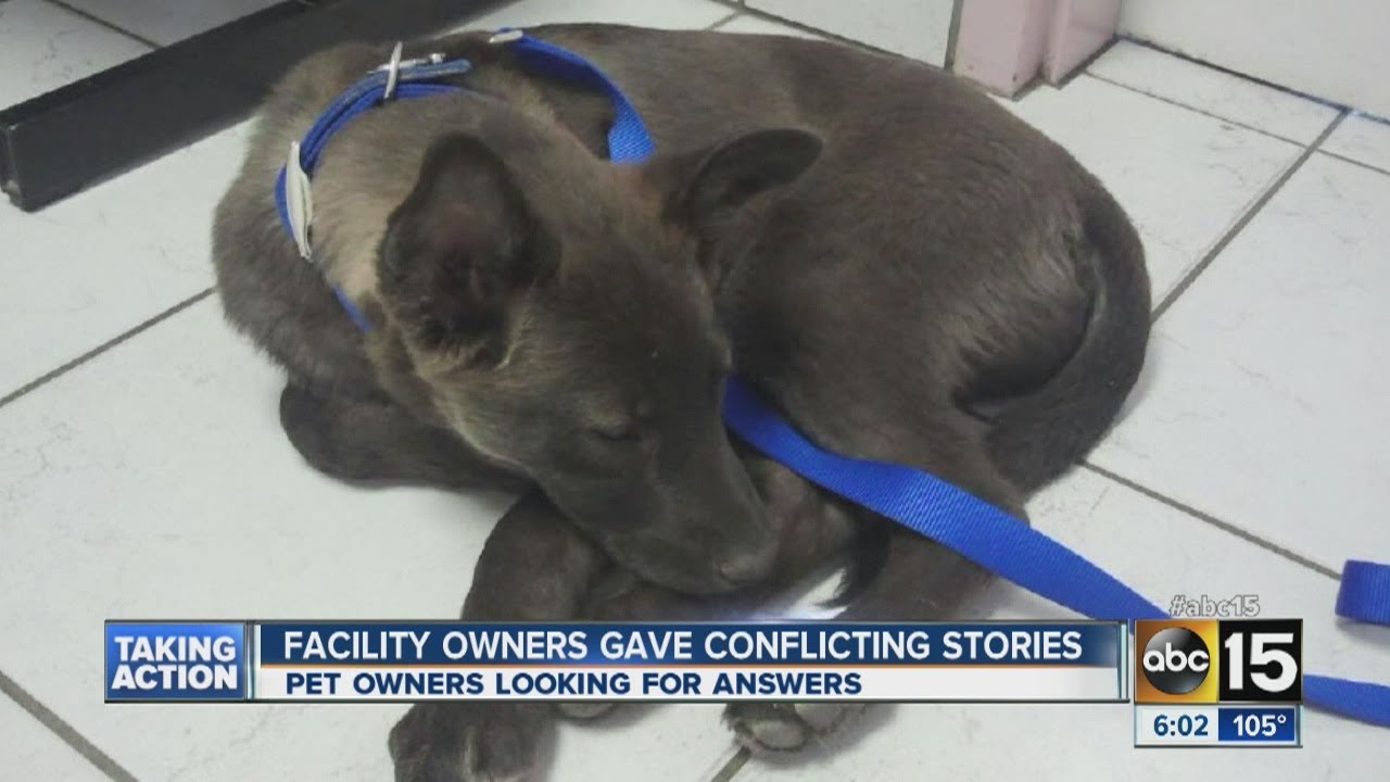 MCSO to interview Gilbert dog facility owners after 20 dogs found dead ...