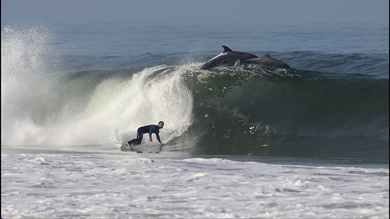These dolphins did something magical! - YouTube