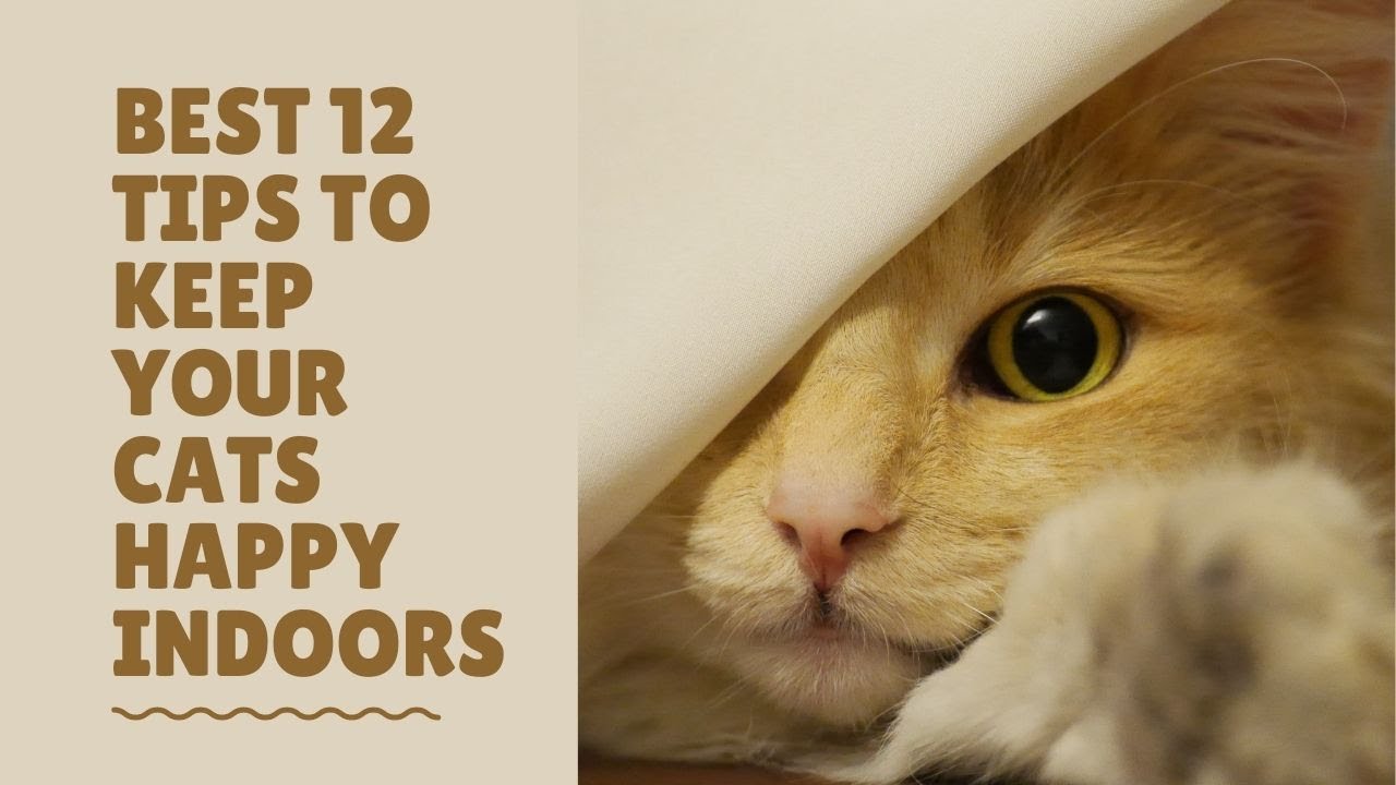 Best 12 Tips To Keep Your Cat Happy And Healthy Indoors - YouTube