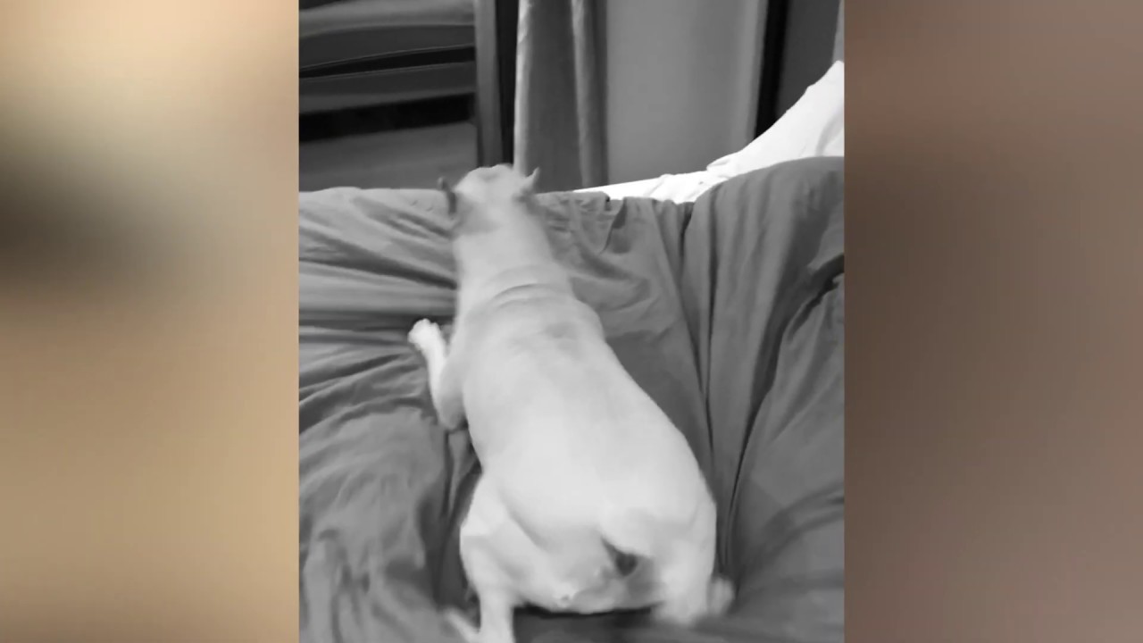 BIG DUB DOGGY DOG *meme* - YouTube