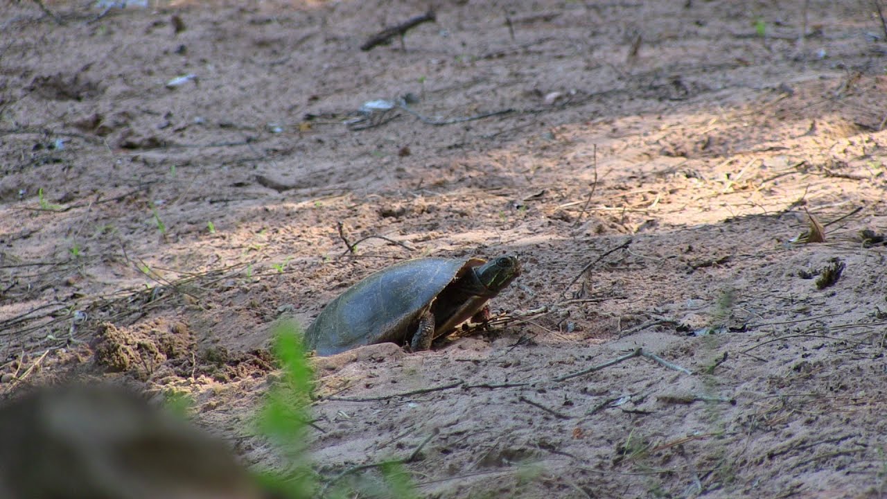 Painted Turtle Nesting - YouTube