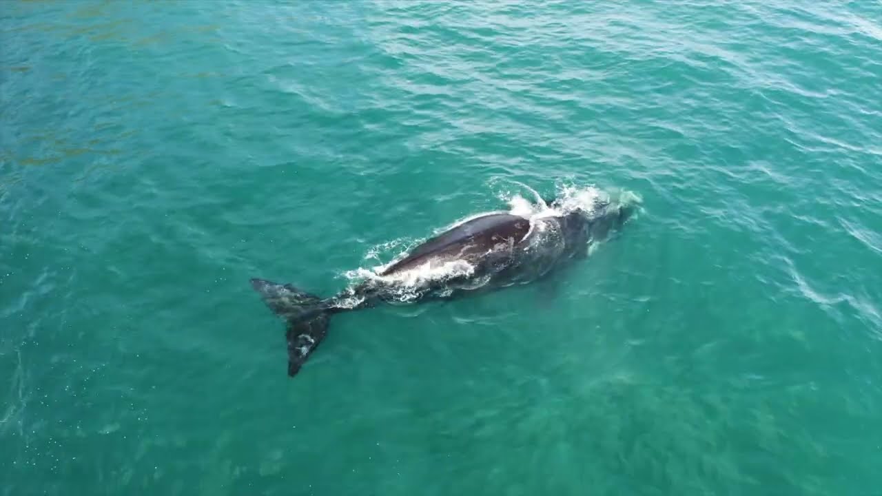 Sounds of Cow. Whale. Ants. 🫶 - YouTube