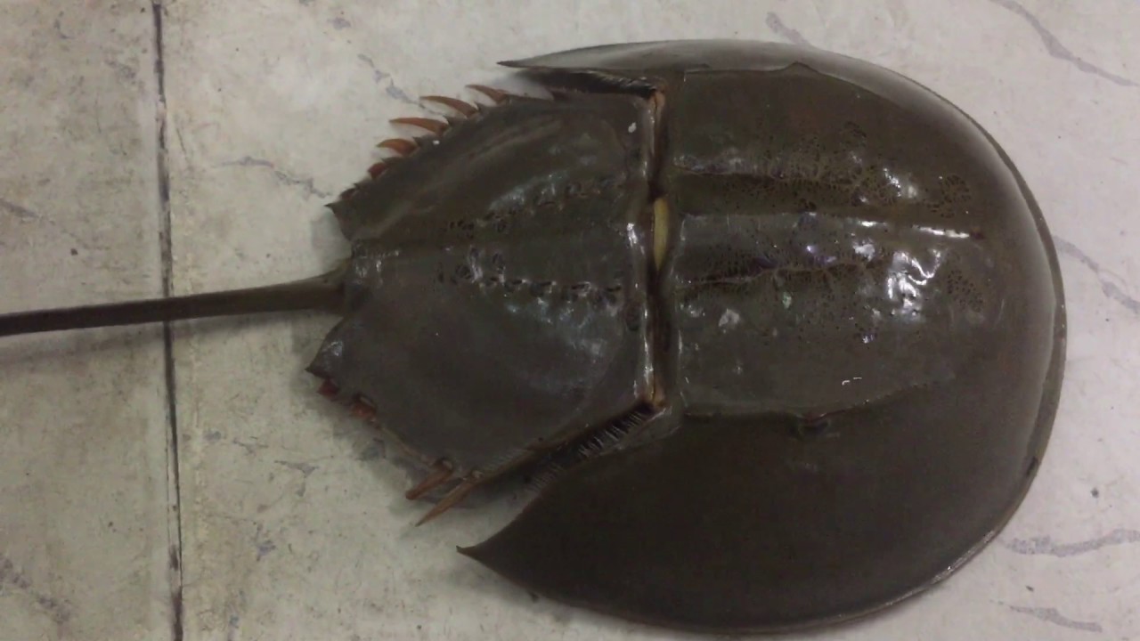 Con sam biển to khủng ở phú quốc - YouTube