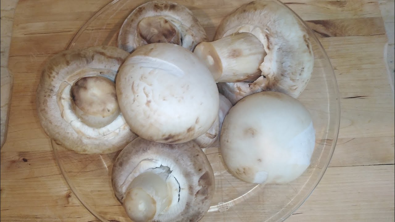 Si te konservojme kerpudhat. - YouTube