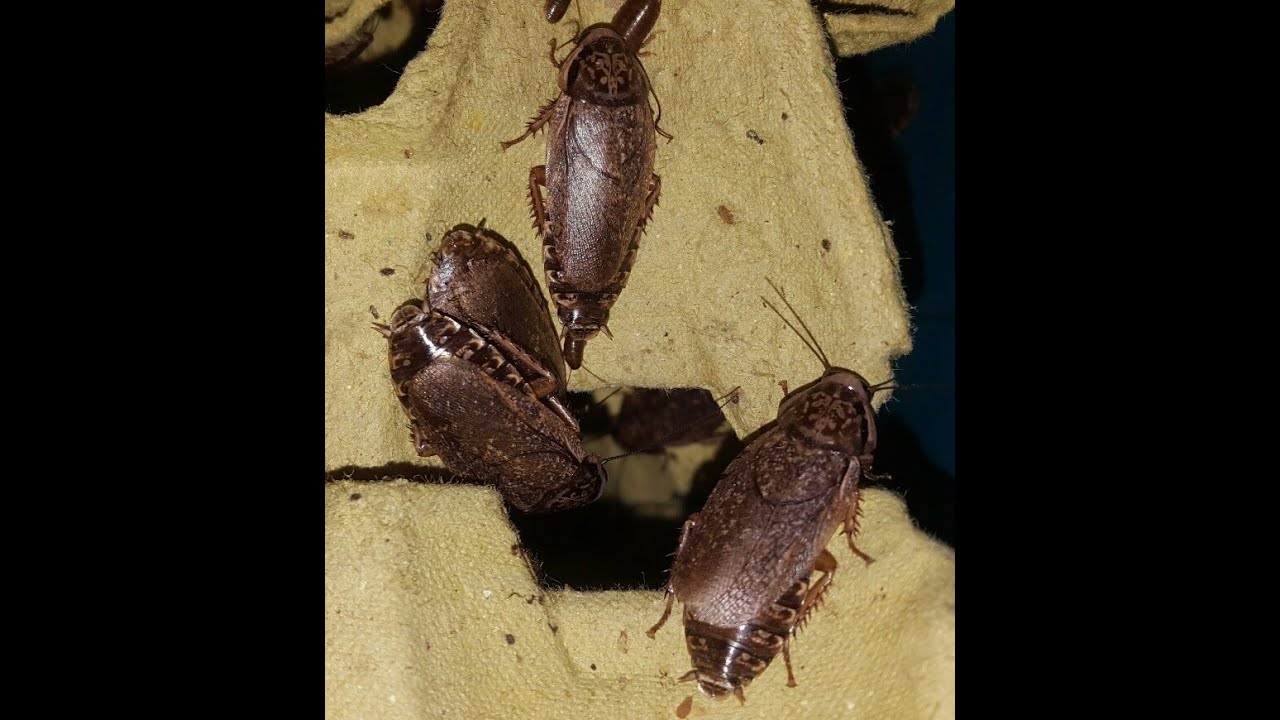 Reproduccion de cucaracha lobster - YouTube