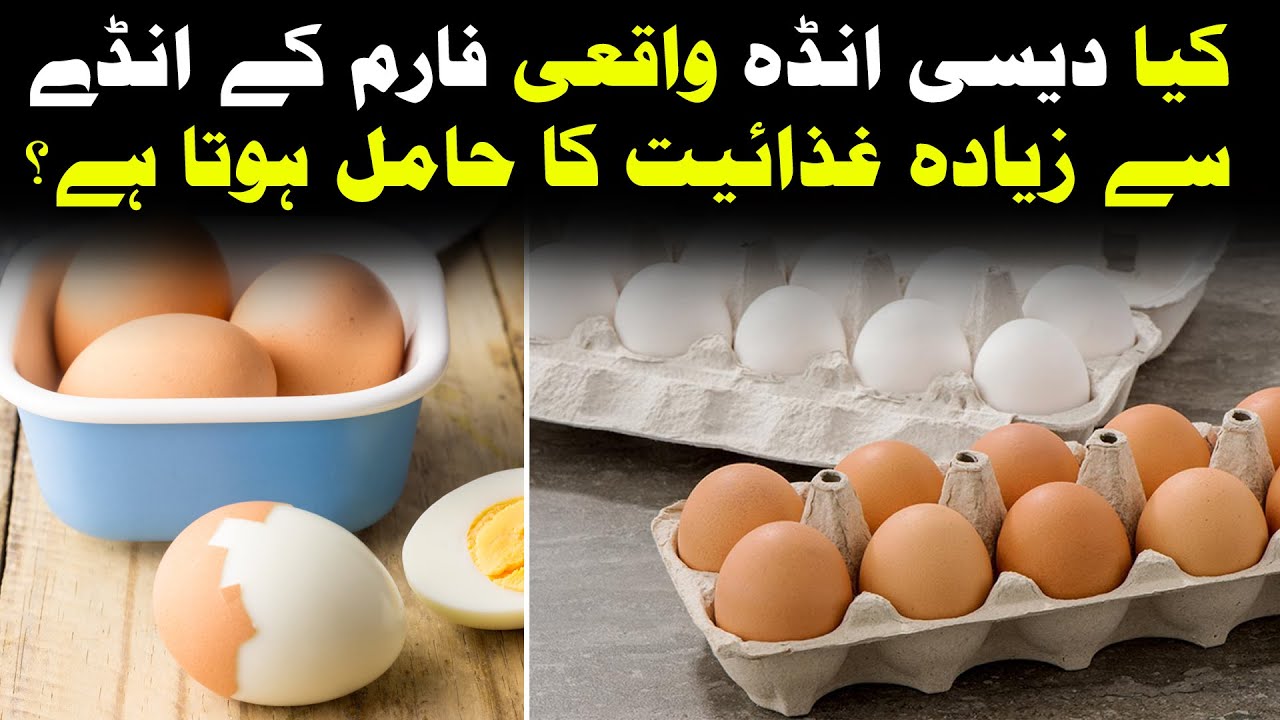 Desi Anda vs Farmi Anda | Brown Egg VS White Egg | Desi Anda | Health ...