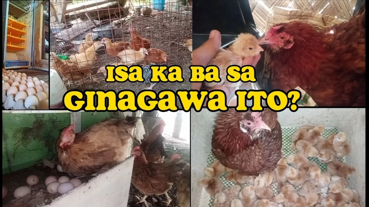 Paano mag parami ng Kabir Breeds || Kabir Variety || Kabir Chicks - YouTube