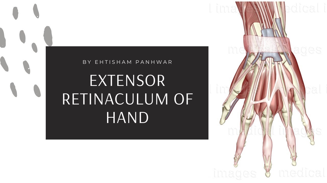 EXTENSOR RETINACULUM OF THE HAND - YouTube