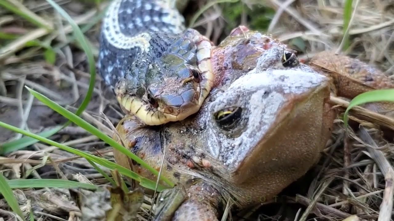 nature snake vs toad - YouTube
