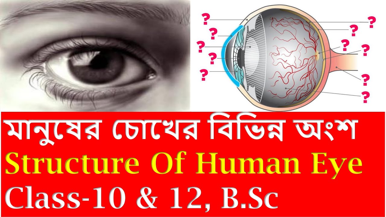 Parts of Human Eye / মানুষের চোখের বিভিন্ন অংশ / Structure Of Human Eye ...