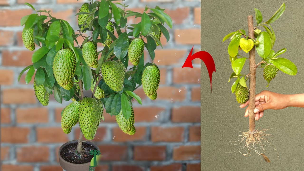 How to Growing Corossolier with Oranges 100% success - YouTube