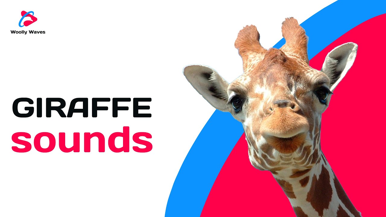 Giraffe sounds | Wildlife giraffe | As the giraffe says | - YouTube