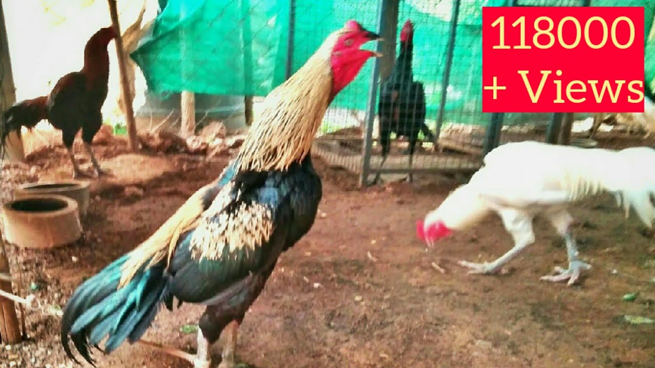 Rooster Crowing Sounds. - YouTube