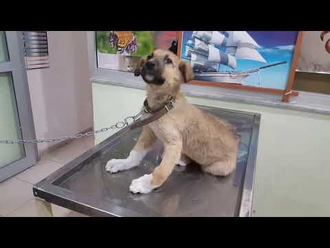 Yavru Köpeklerde Eklem Bilek Yamukluğu nasıl oluşur?