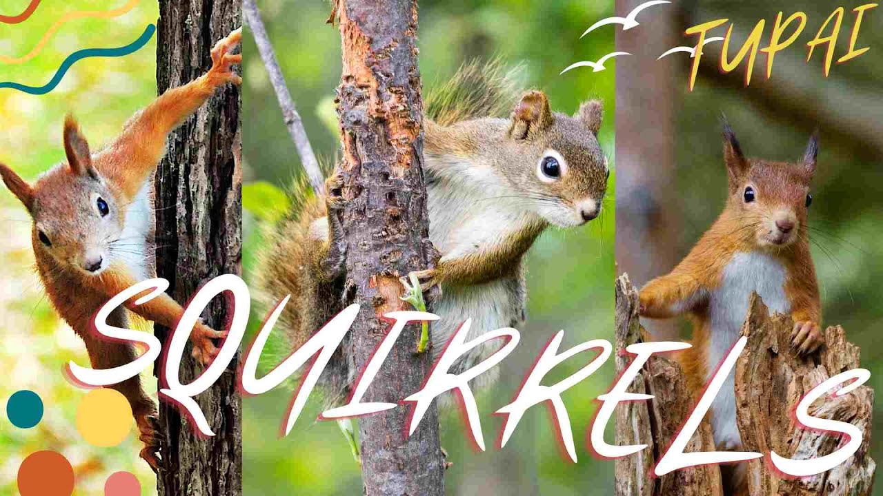 ANIMAL WORLD II ANIMAL PLANET II Squirrels. - YouTube