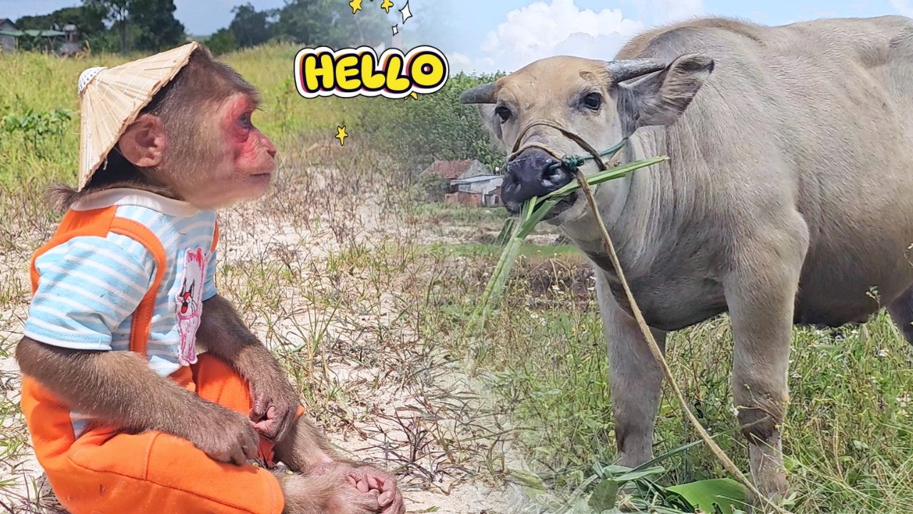 Unexpected Friendship! SU Funny Cute Bond with Gentle Buffalo! - YouTube