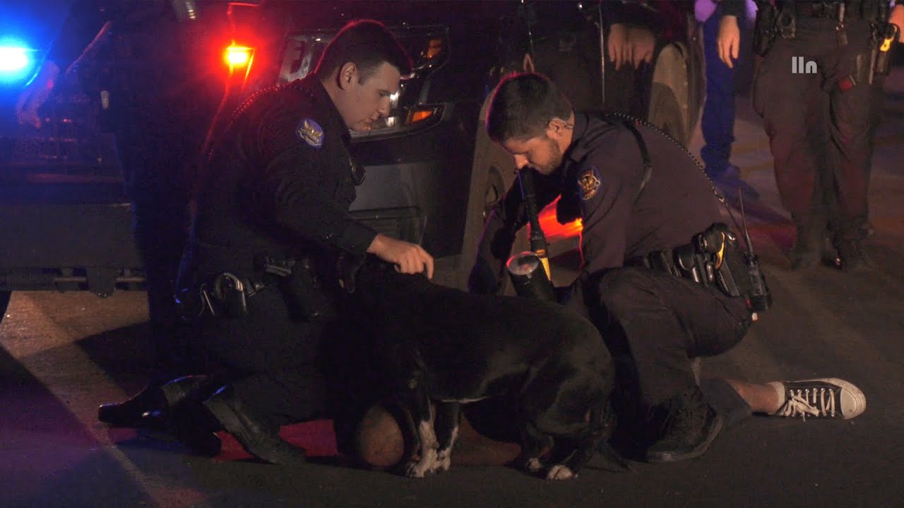 Pursuit Suspects Dog Pet By Officers As He's Arrested - March 8, 2023 ...
