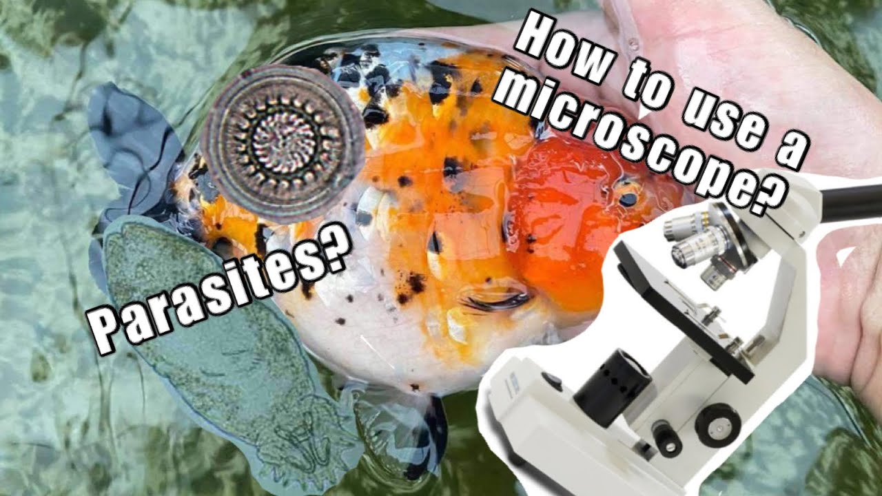 How to use a microscope with Fancy Goldfish? - YouTube