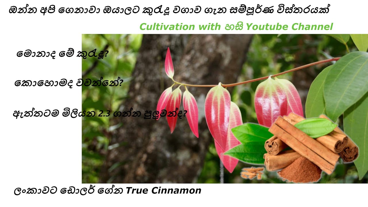 Kurudu Wagawa||How to cultivate true Cinnamon in Sri Lanka|| 2023 ...