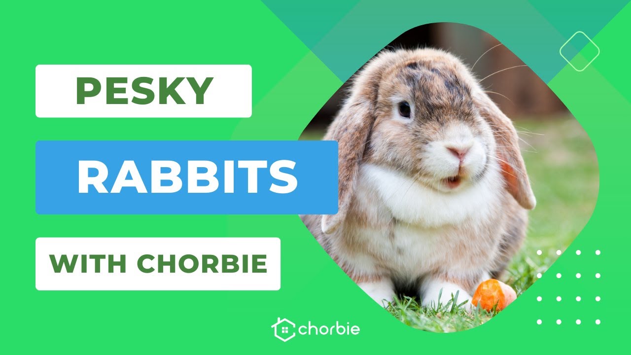 Pesky Rabbits... - YouTube