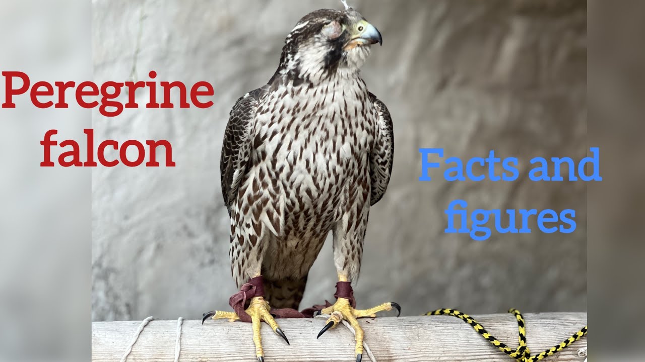 Fastest bird in the world || price and facts about training and hunting ...