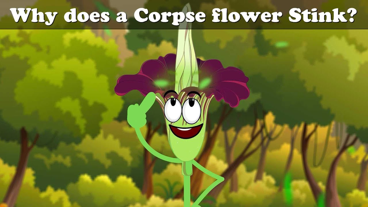 Why does a Corpse flower Stink? + more videos | #aumsum #kids #cartoon ...