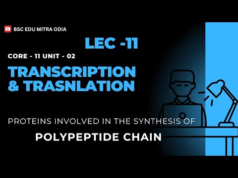 Proteins are involved in the synthesis of polypeptide chain || lec - 11 - YouTube