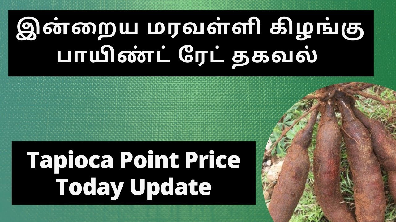 Maravalli Kilangu Vilai | மரவள்ளிக்கிழங்கு விலை | Cassava Root Price ...