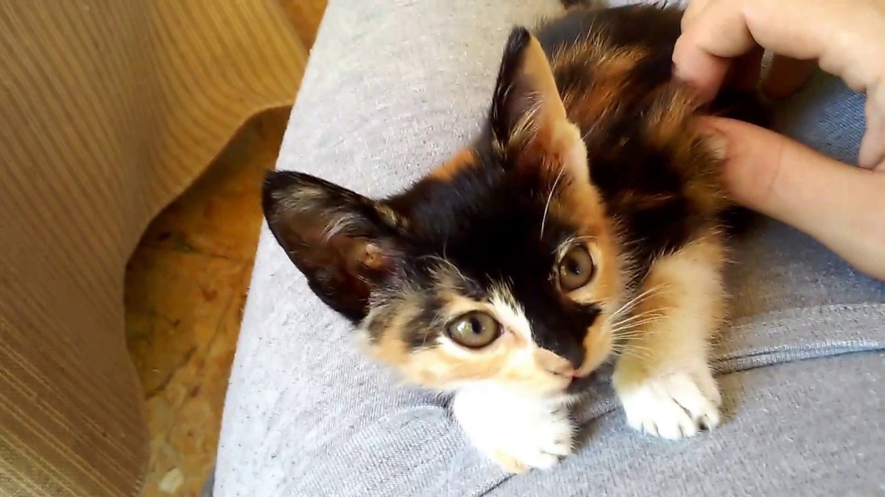 FUNNY TORTOISESHELL KITTEN!!! - YouTube