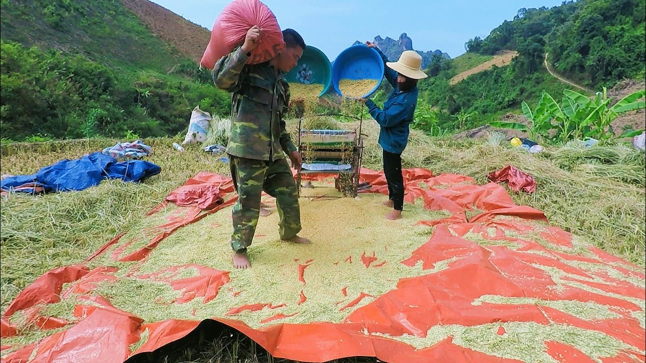 build life, the process of harvesting rice, at the farm, using a ...
