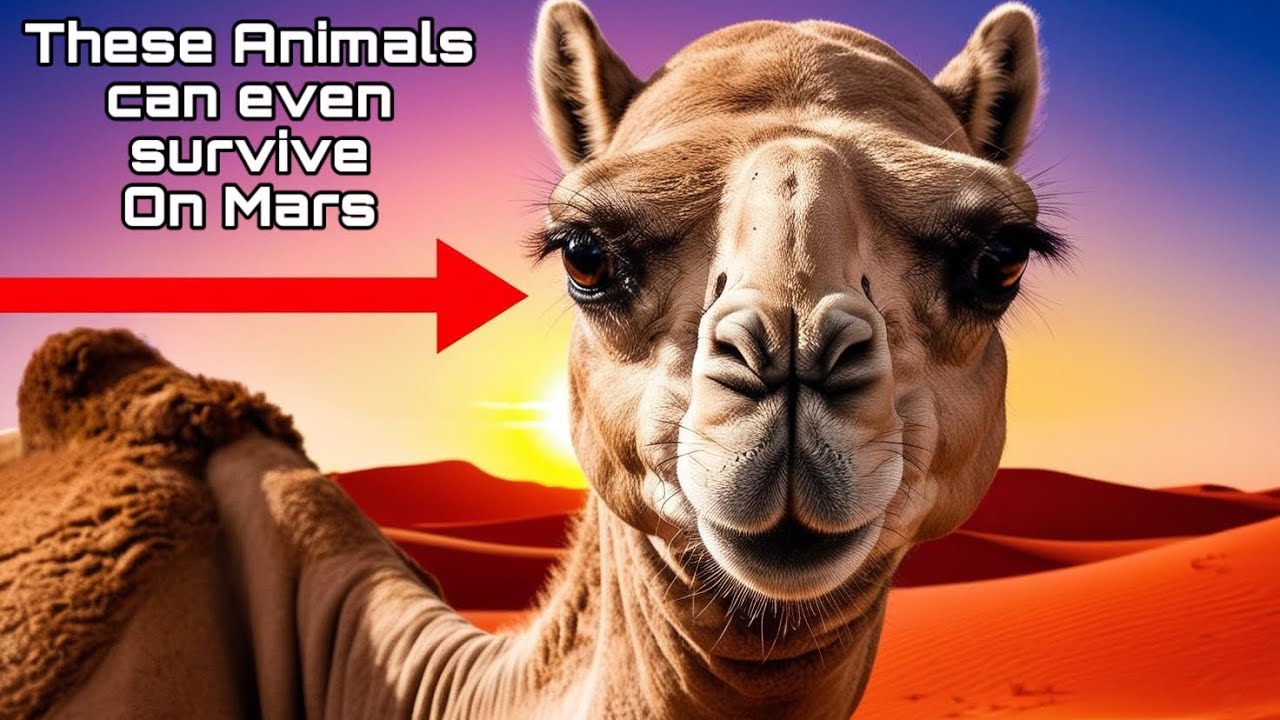 Camels - Better than Horse and Elephants Toughest Survivor of Desert ...