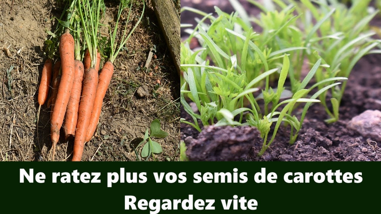 Comment et quand semer ses carottes en pleine terre - le semis de ...