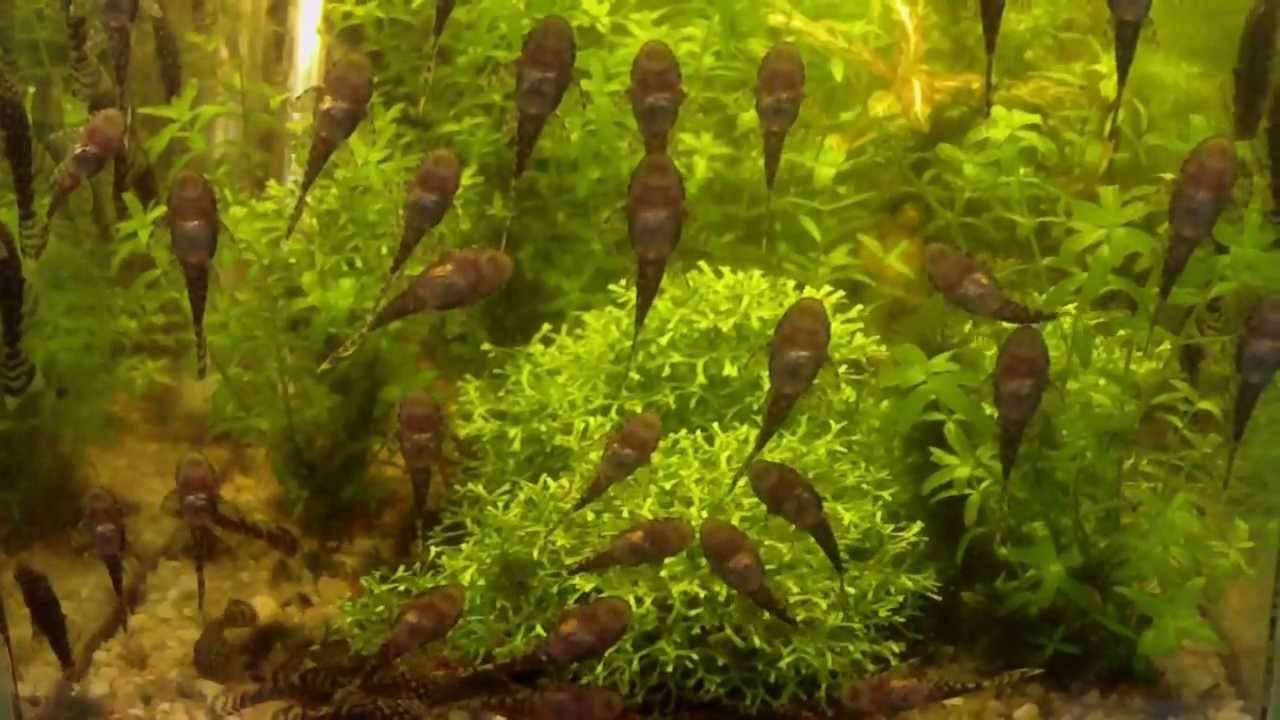 Młode Zbrojniki Niebieskie (Glonojady) w akwarium - YouTube