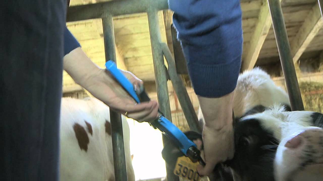 Tissue Sample Collection - YouTube