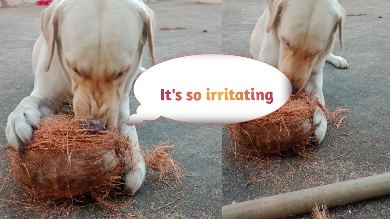 Charlie the Clever Labrador Retriever: Watch him Skillfully Peel a ...