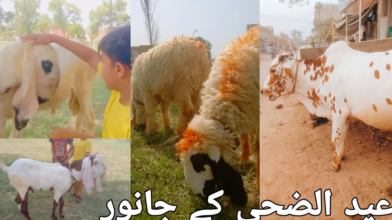 Eid ke janwar Eid Ki cow Eid Ki bakra Eid ka lamb | Eid special vlog ...