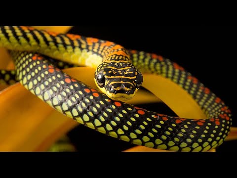 Райская украшенная змея - YouTube