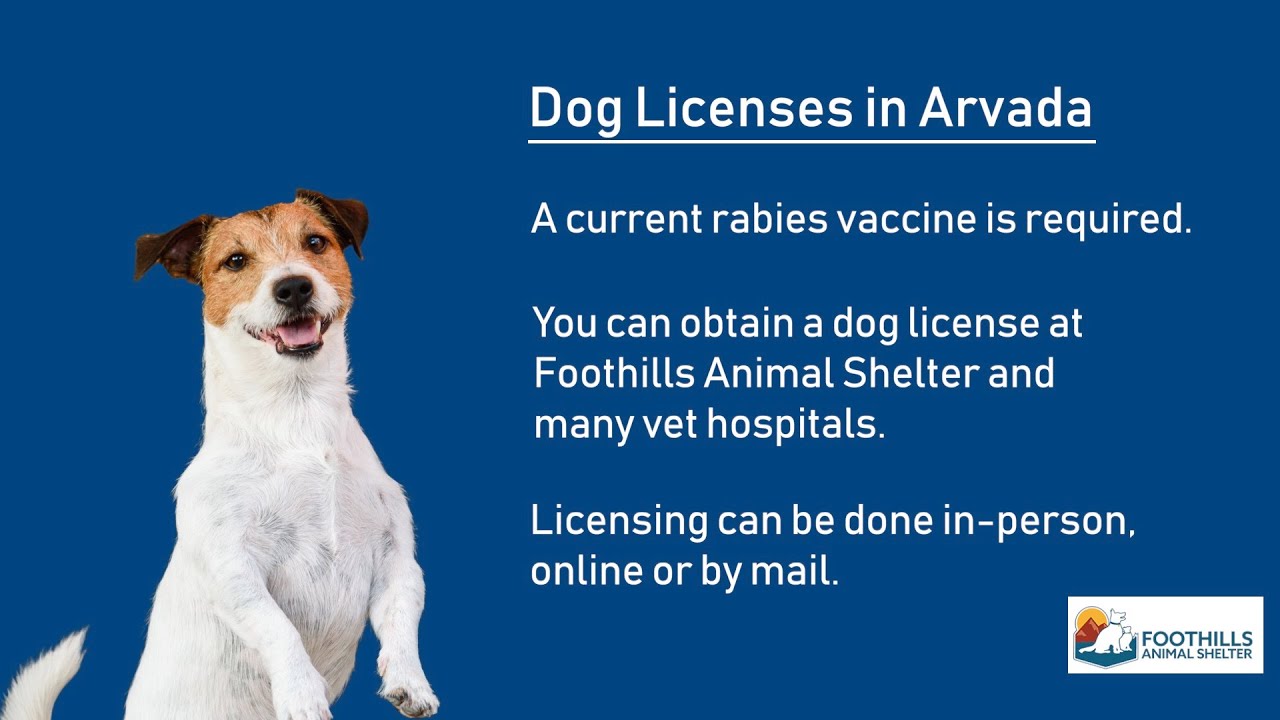 Foothills Animal Shelter Dog Licensing - YouTube