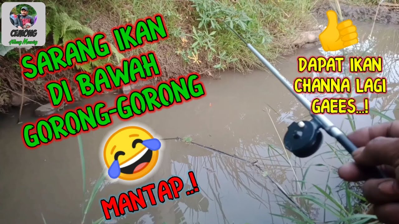 Mancing ikan wader di bawah gorong - gorong menggunakan umpan cacing sawah - YouTube