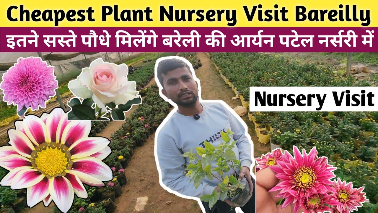 सबसे सस्ते Plants मिलेंगे इन नर्सरी में🌹Nursery Visit🌹Wholesale Plant ...