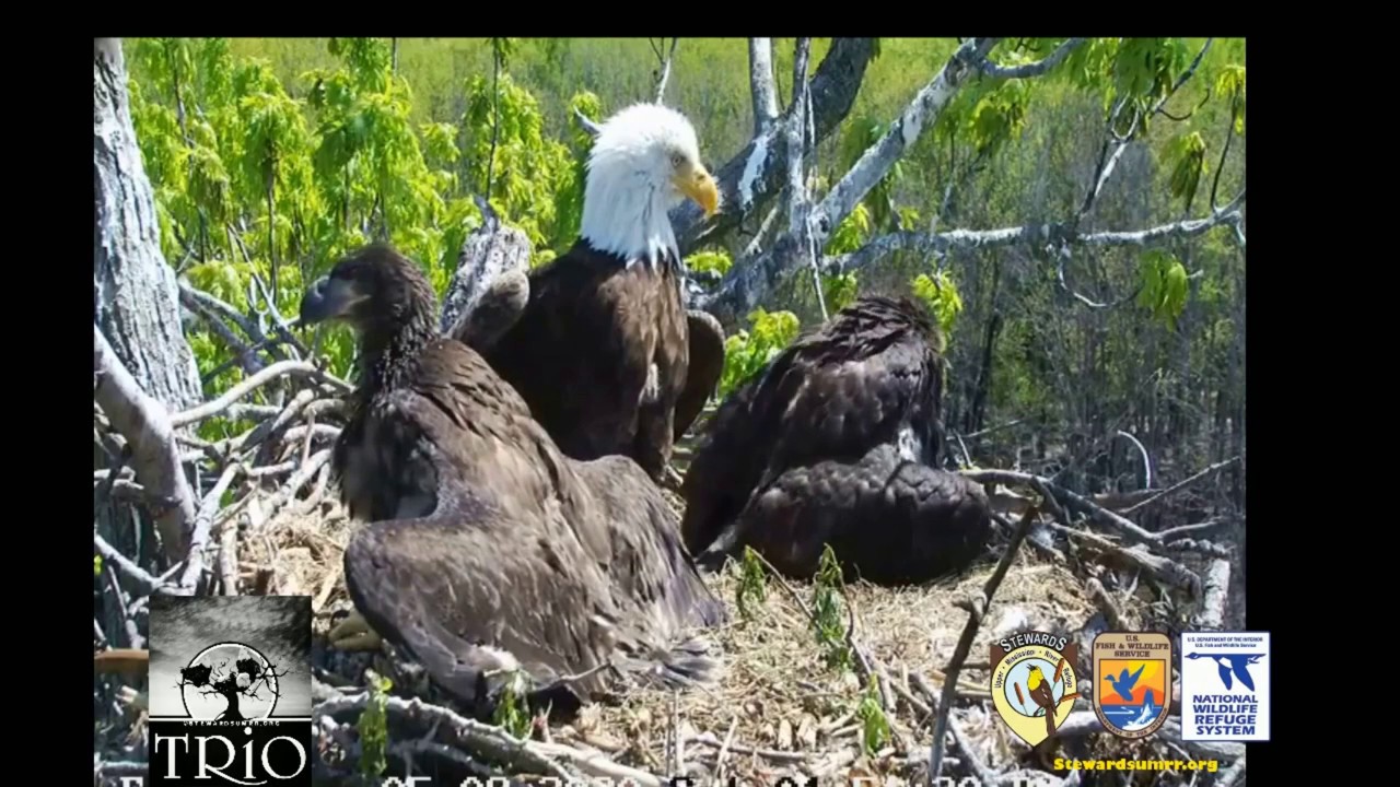 05-09-20 IL Trio eagles; eaglet Horaltics. - YouTube