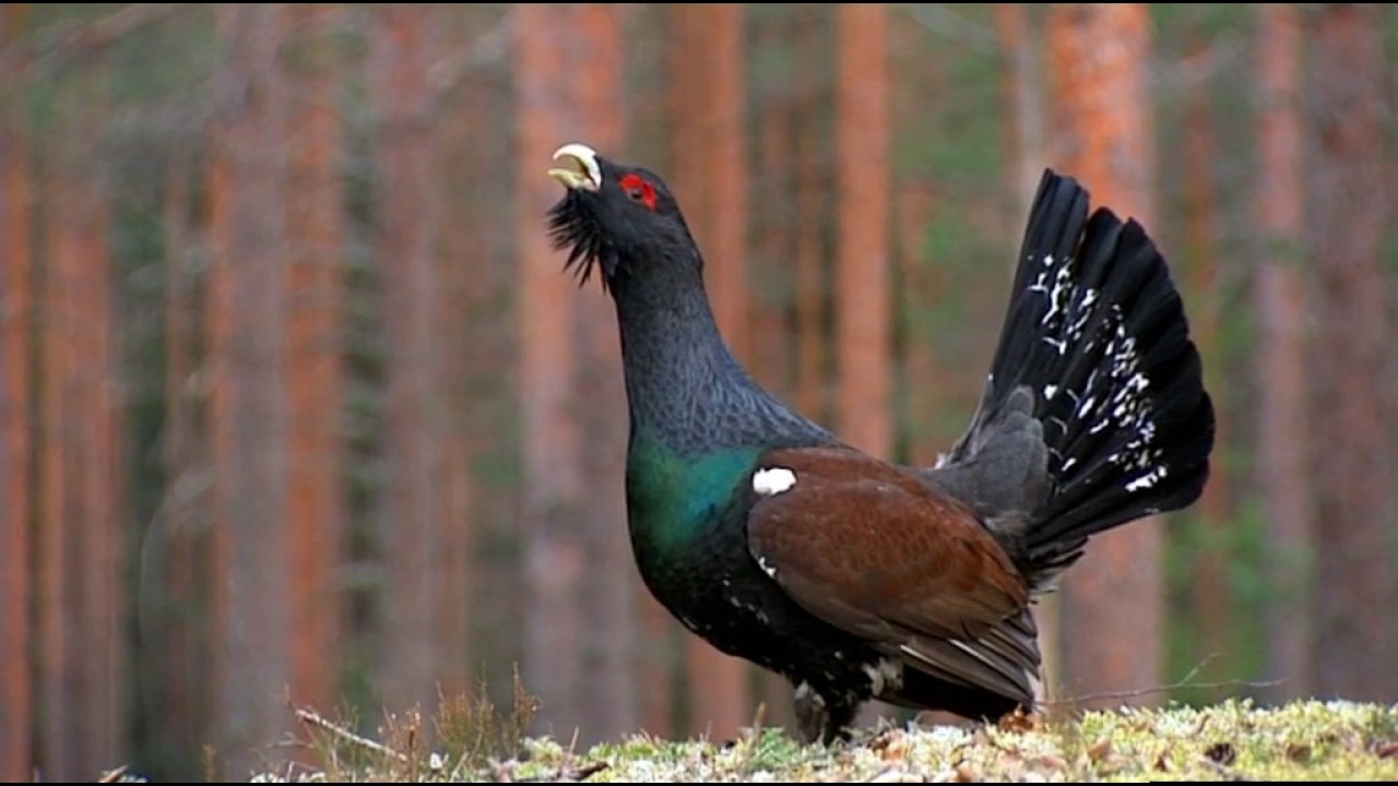 Meža fakts mednis - YouTube