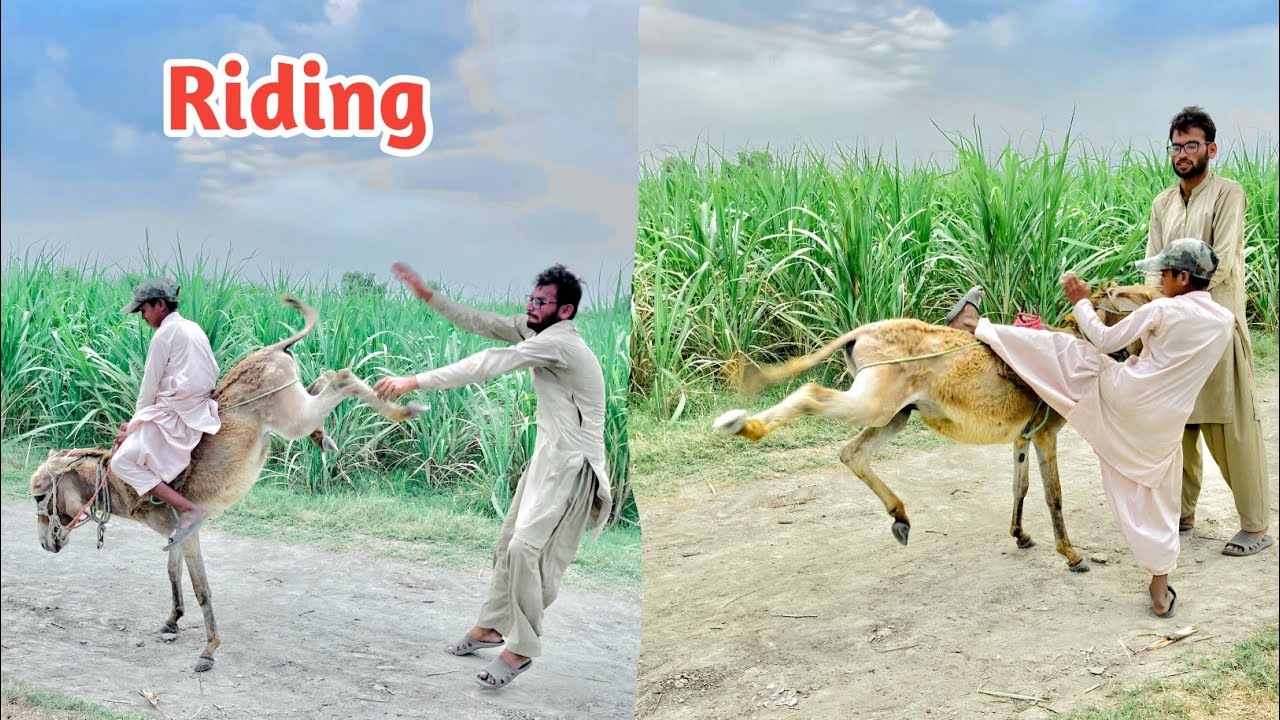 Donkey Riding In Pakistan | Donkey Riding - YouTube