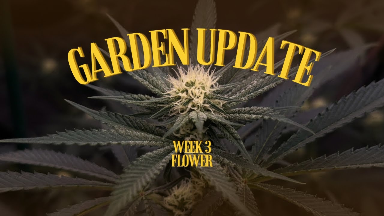 Garden Update Week 3 of Flower Lemon Cherry Gelato KEEPER - YouTube